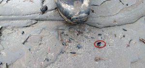 How to find your own piece of Whitby jet and polish it