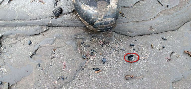 How to find your own piece of Whitby jet and polish it